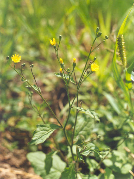 Lapsana communis