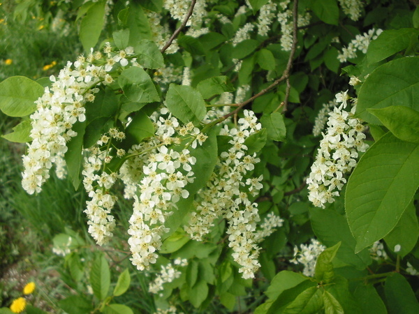 Hedvika Štěpaníková