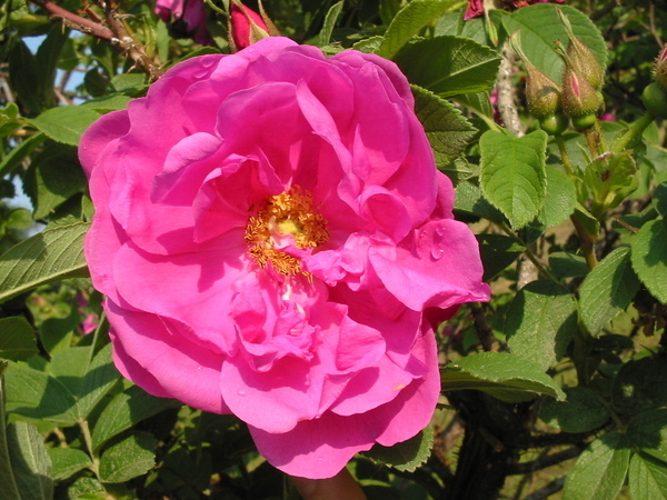 Rosa rugosa