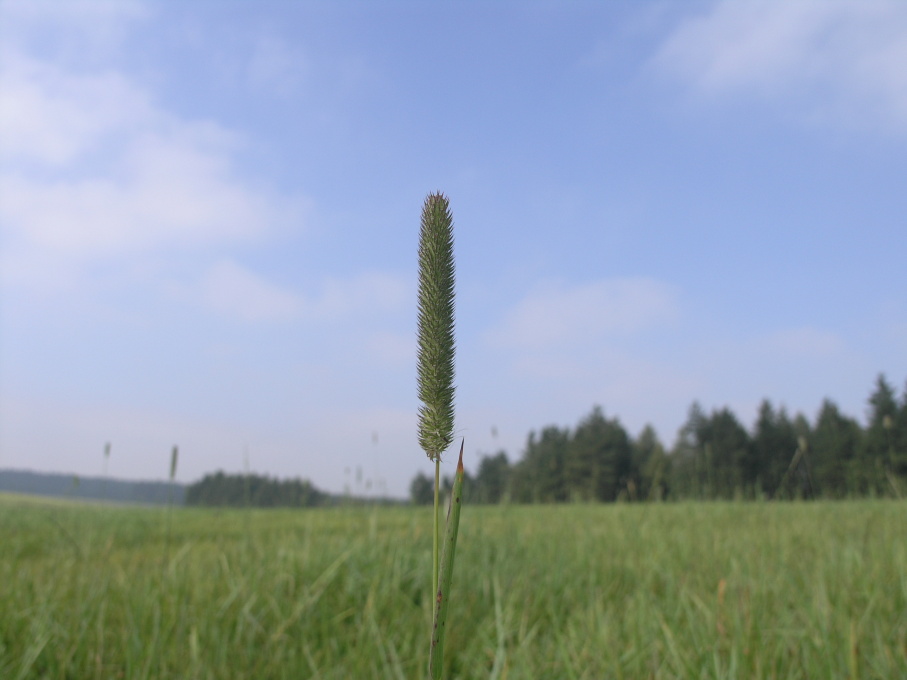 PICVK - Trávy trsnaté