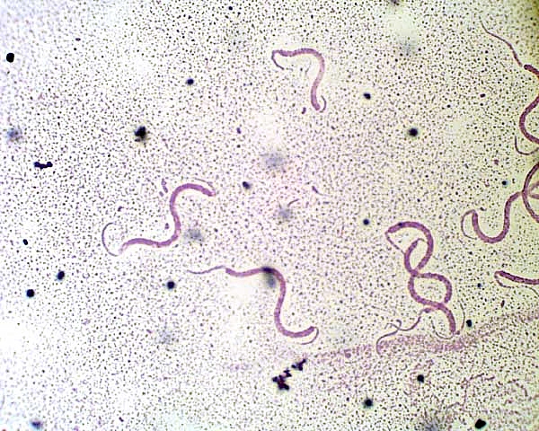 A. Prokaryonta (Akaryonta)