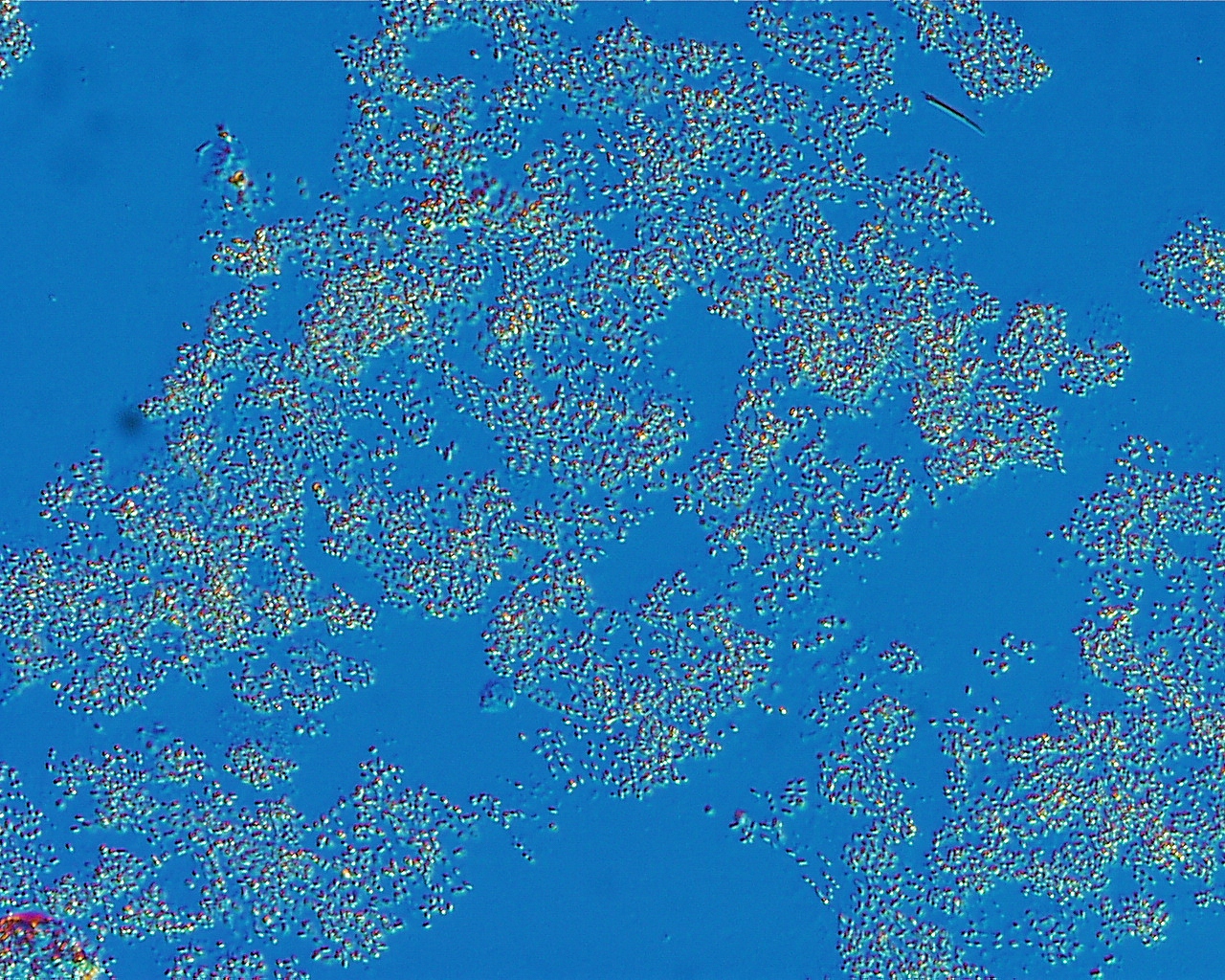 2 kmen CYANOPHYTA - sinice