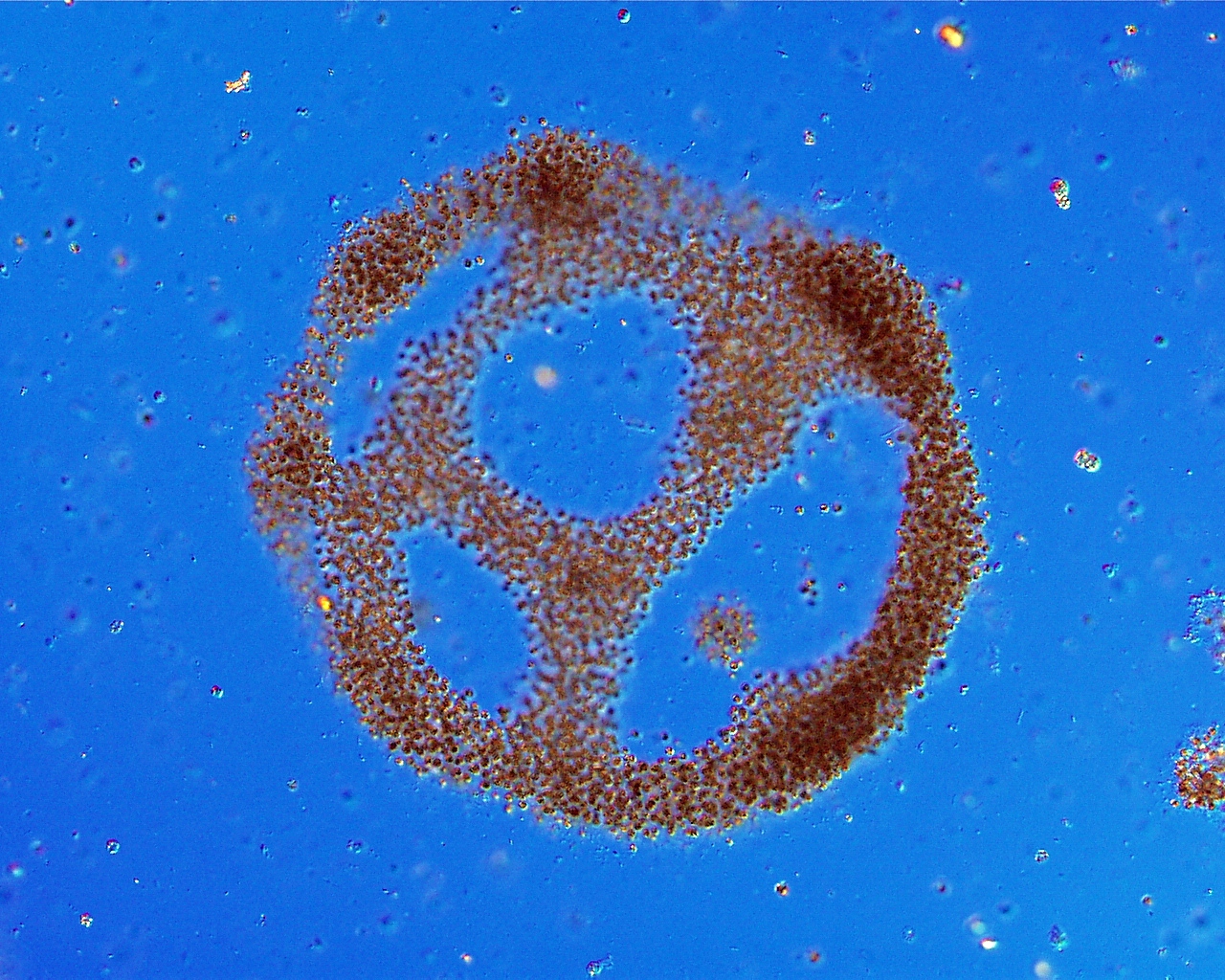 2 kmen CYANOPHYTA - sinice