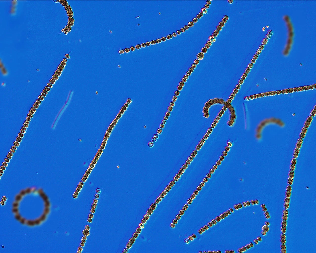 2 kmen CYANOPHYTA - sinice