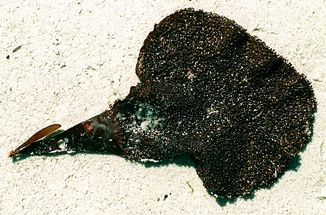 4. kmen RHODOPHYTA - ruduchy