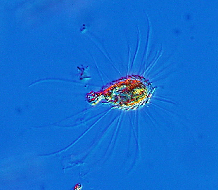 1. tř. CHRYSOPHYCEAE