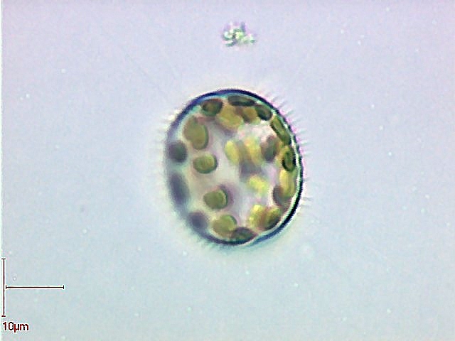 3 Bacillariophyceae - rozsivky