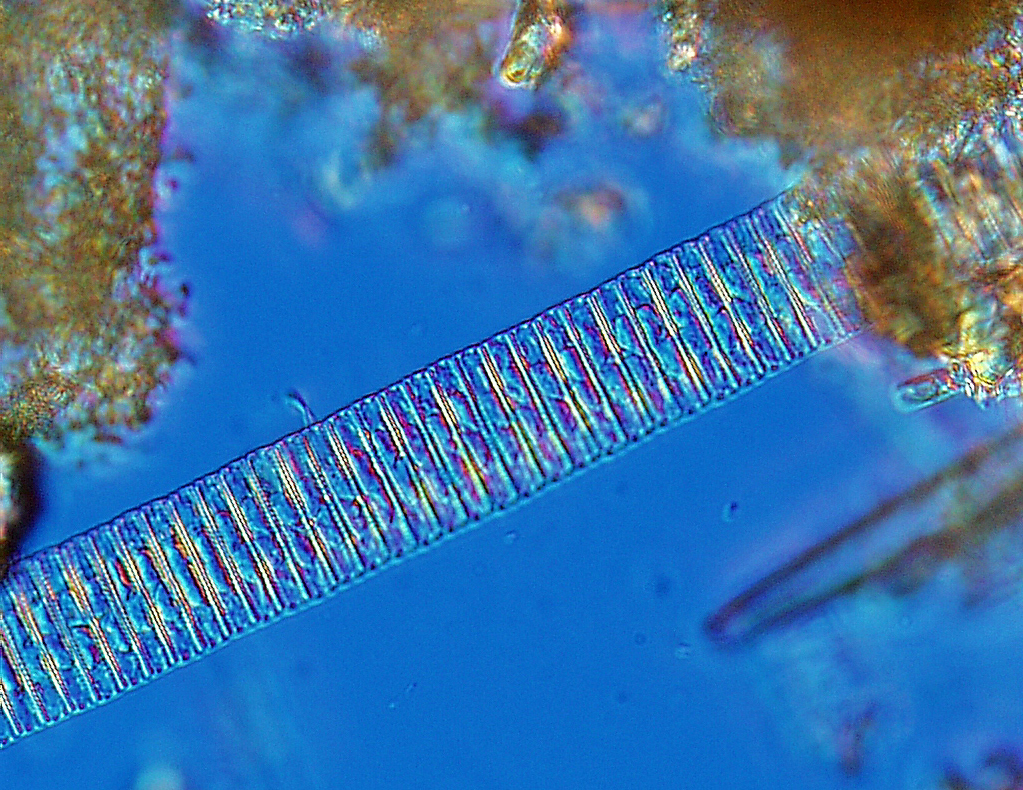 3 Bacillariophyceae - rozsivky