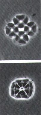 5. kmen CHLOROPHYTA - zelené řasy