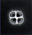 5. kmen CHLOROPHYTA - zelené řasy