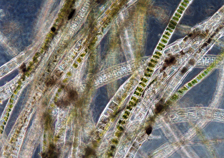 5. kmen CHLOROPHYTA - zelené řasy