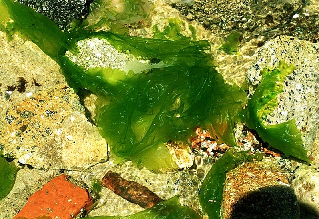 5. kmen CHLOROPHYTA - zelené řasy